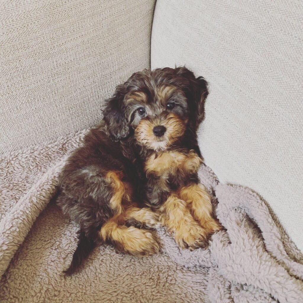 Available Puppies - Toy Cavapoo Puppies