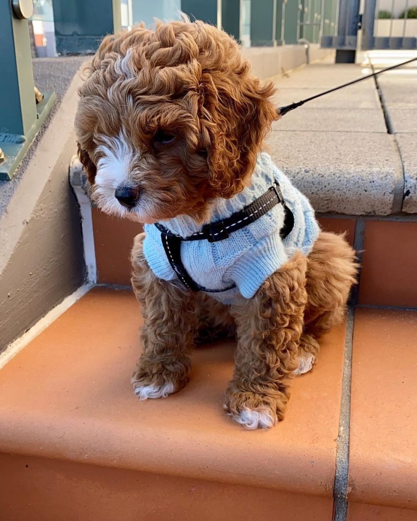 Available Puppies - Toy Cavapoo Puppies